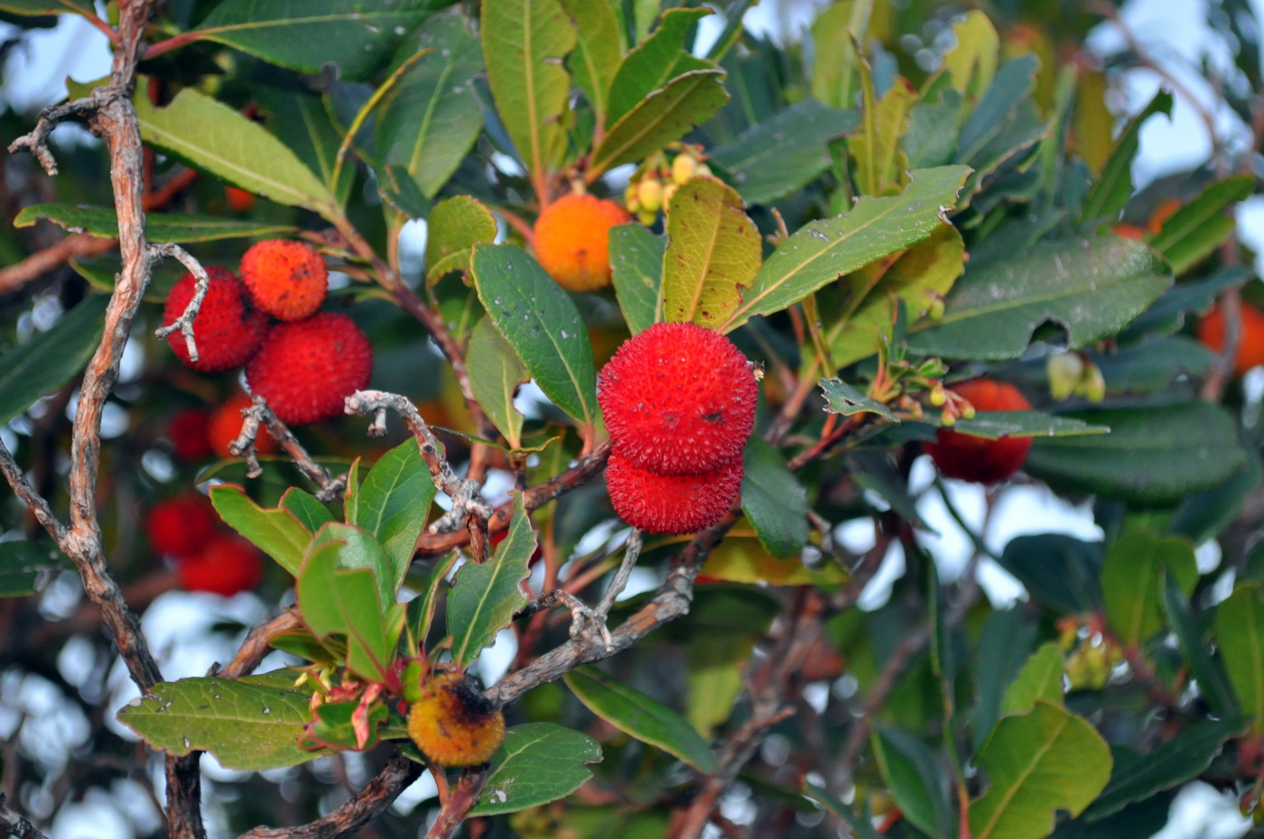 Maginje : Vrijedne poput sunčeve svjetlosti | Boka News