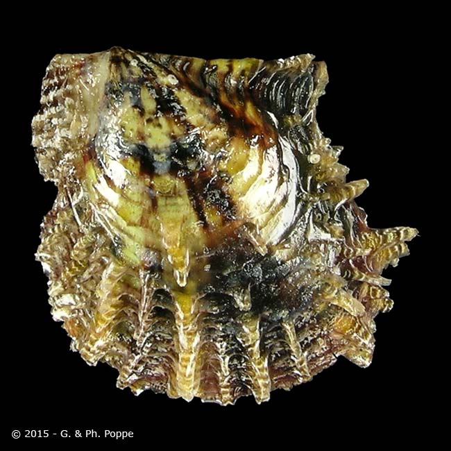 U marini žive i plavi rakovi i braon kozice, naučnici evidentirali ...