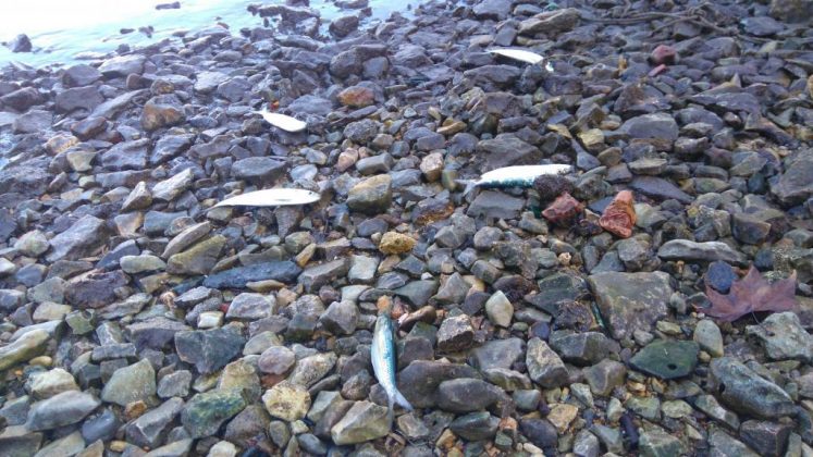 Neobična pojava: “Jata” mrtve ribe u pulskoj luci | Boka News