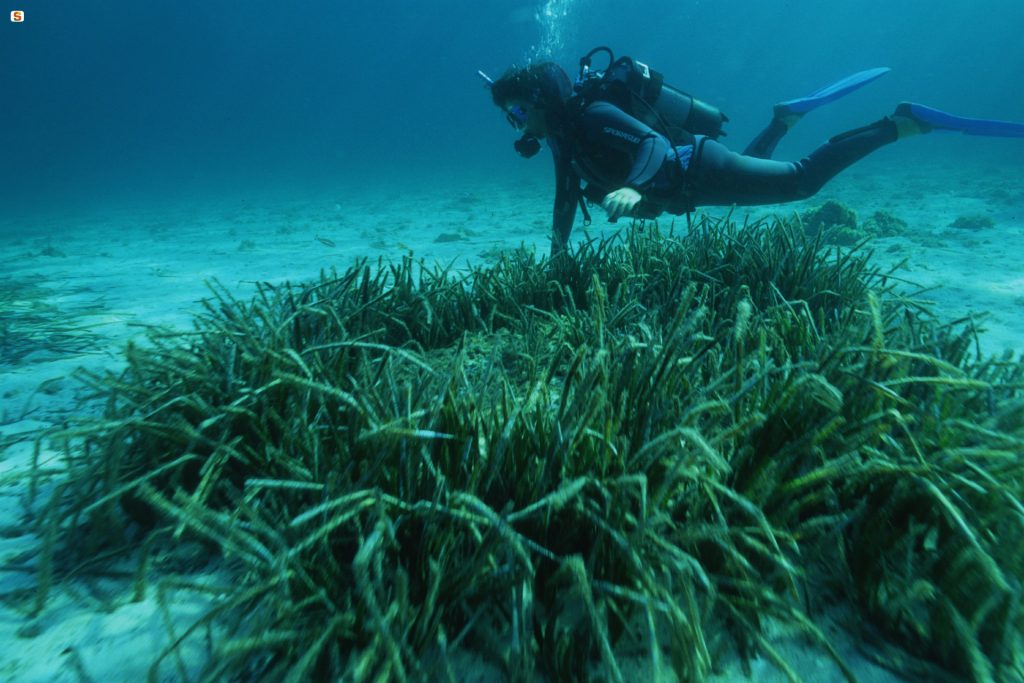 Morska trava posidonija ugrožena u cijelom Sredozemlju, i u Jadranu ...
