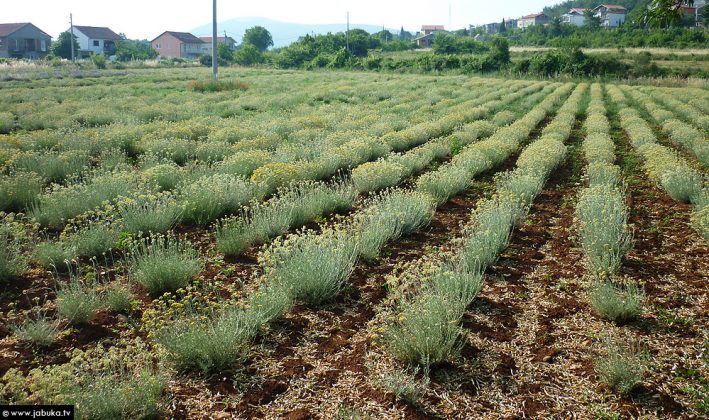 Hercegovina: Napuštene brojne plantaže smilja | Boka News