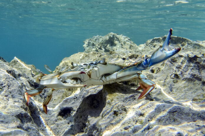 Plavi rak uništava ušće Neretve i Stonski kanal, znanstvenici ...